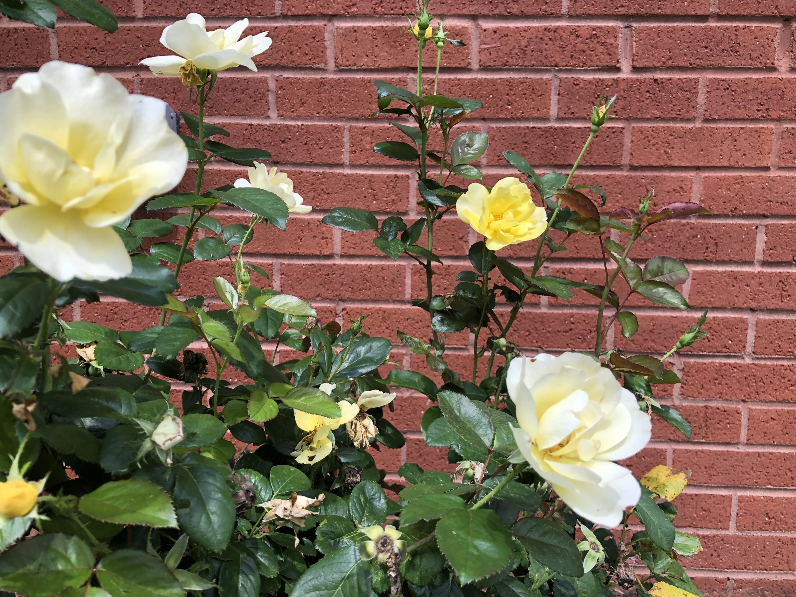 CMG Connect – Safe Environment – Pax Christi